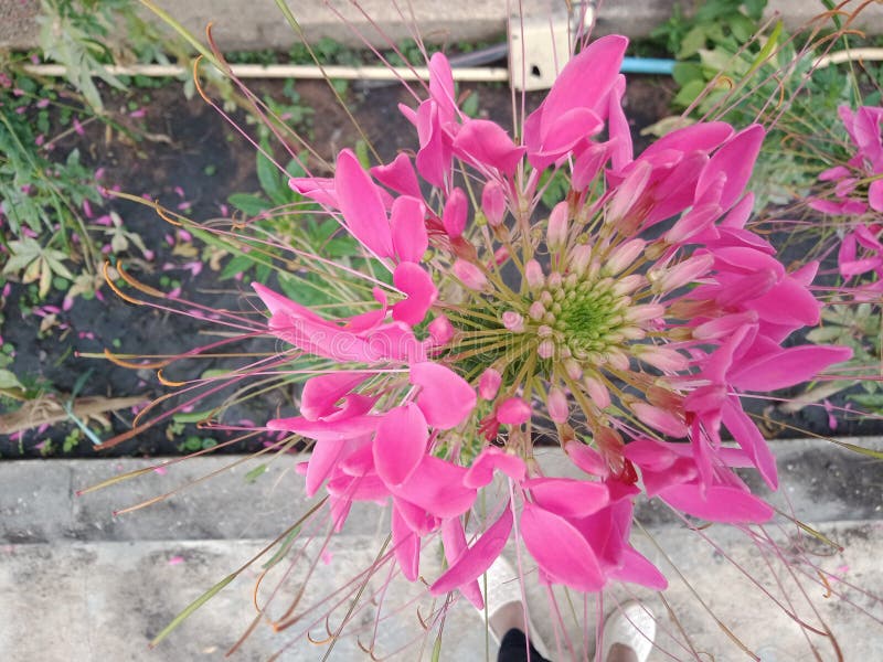 Splinter / Splinter Guava ( Spider Flower ) Stock Image - Image of ...