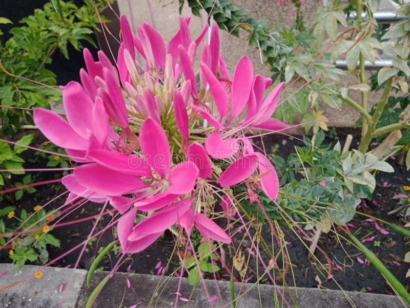 Splinter / Splinter Guava ( Spider Flower ) Stock Photo - Image of ...