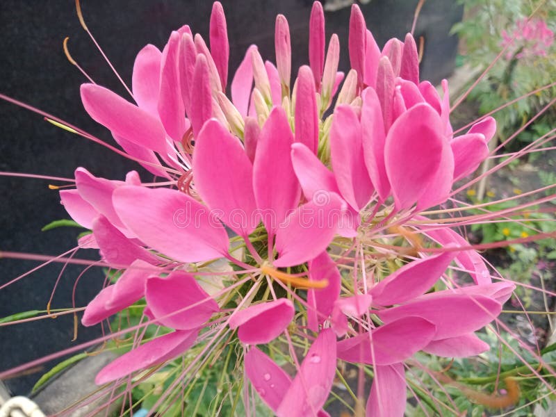 Splinter Guava Stock Photos - Free & Royalty-Free Stock Photos from ...