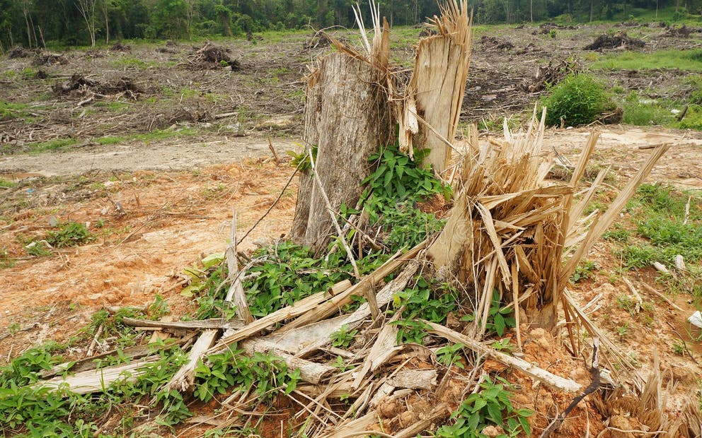 Splinter Tree Stumps after Deforestation Stock Photo - Image of sharp ...