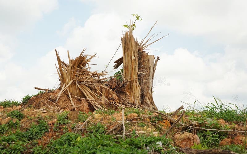 Splinter Tree Stumps after Deforestation Stock Image - Image of sharp ...