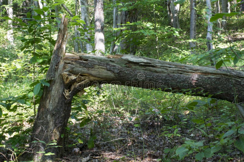 A Splintered Tree Trunk in a Foggy Forest Stock Image - Image of ...