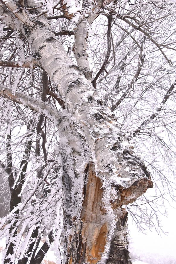 Splintered Tree Covered with Hoar Frost Stock Image - Image of ...