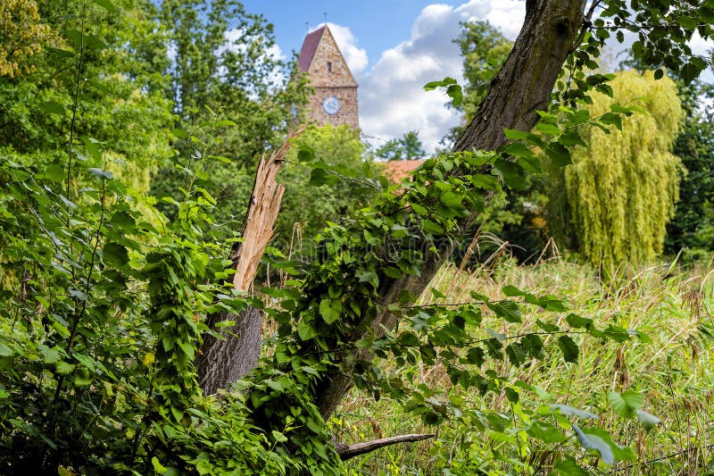 Splintered Tree Trunk in a Park after a Storm in Berlin Stock Photo ...