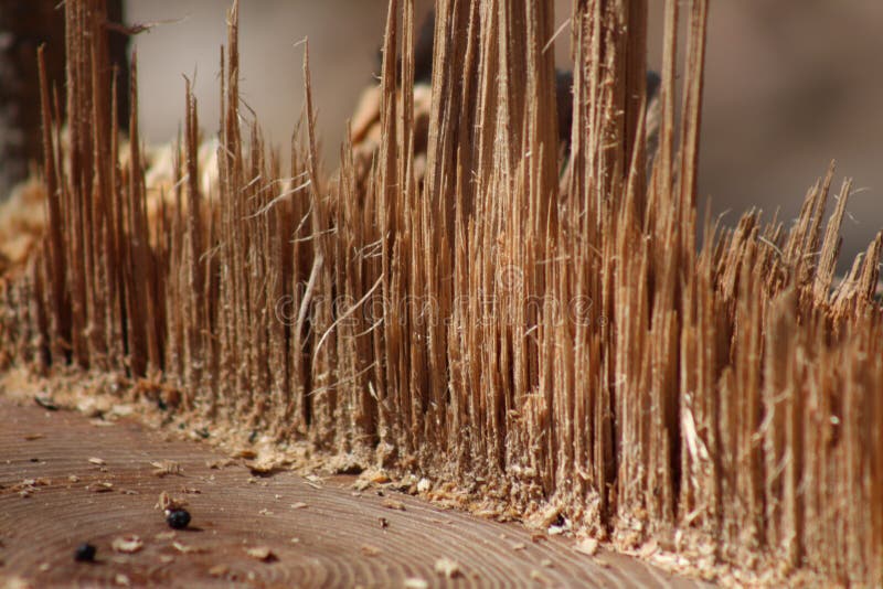 786 Splintered Tree Stock Photos - Free & Royalty-Free Stock Photos ...