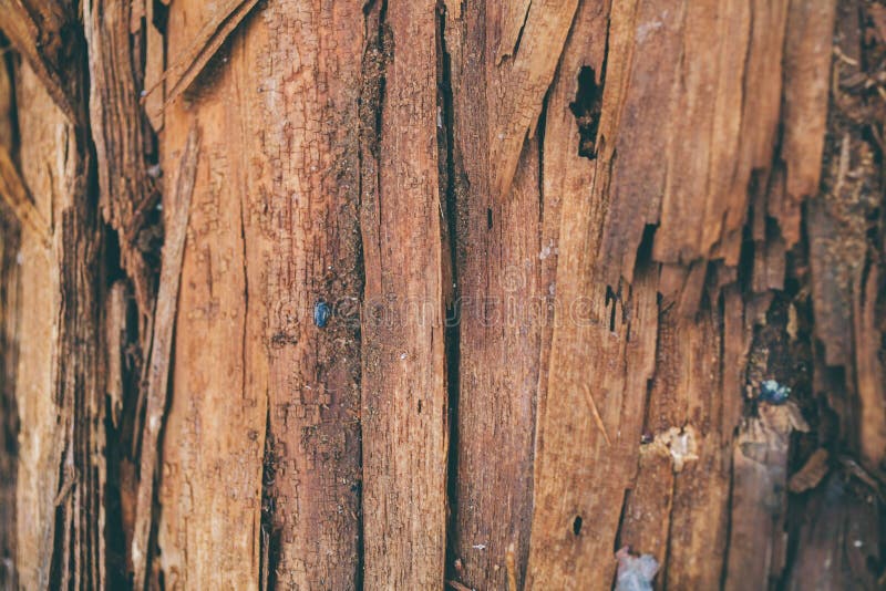 Splintered Wood in the Black Forest Stock Photo - Image of trunk ...