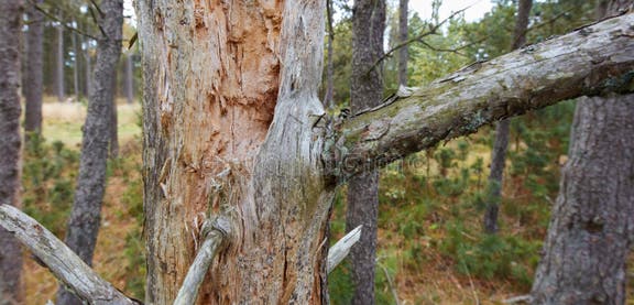 Splinters, Cracks and Moss on Big Broken Tree Trunk in a Park or Forest ...