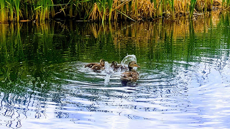 Splish splash stock image. Image of splish, water, duck - 154109157