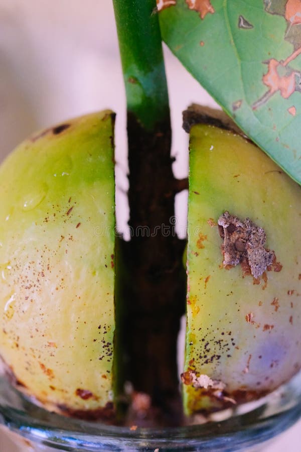 Split Avocado Pit that is Blooming between the Pit Stock Photo - Image ...