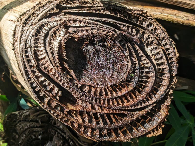 Split Banana Tree Trunk Turning Brown and Decaying, Showcasing the ...