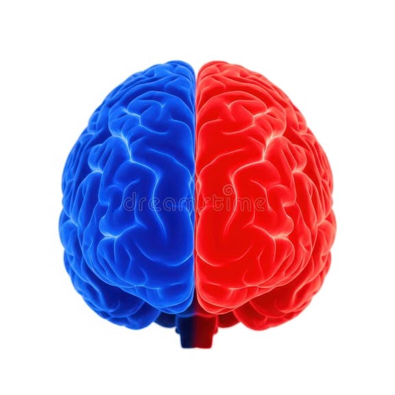 Split Brain Concept Red and Blue Hemispheres Representing Brain ...