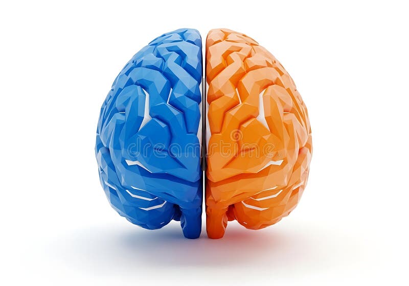 Orange Split Brain Model Stock Illustrations – 10 Orange Split Brain ...