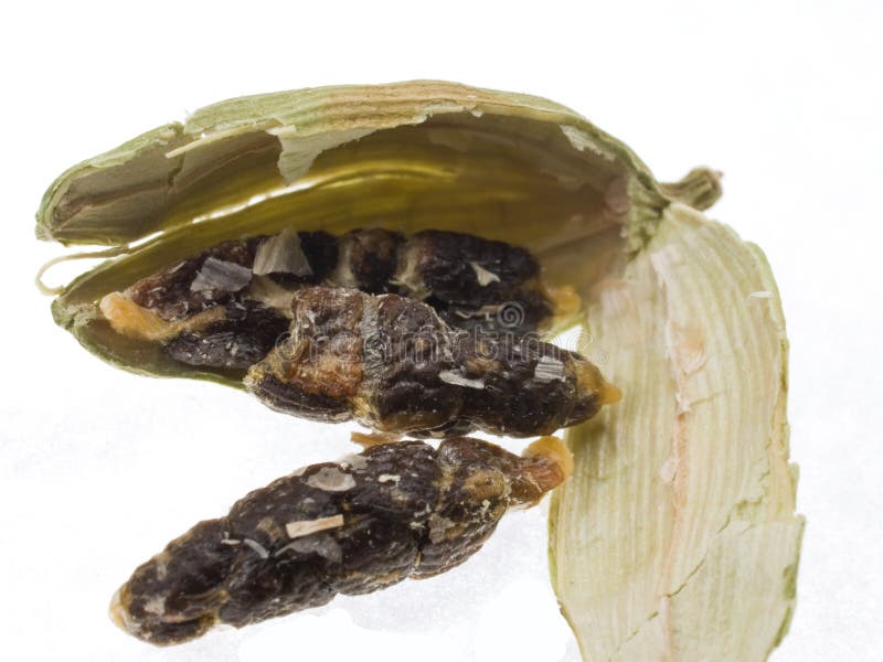 Pod Picture. Image: 467396