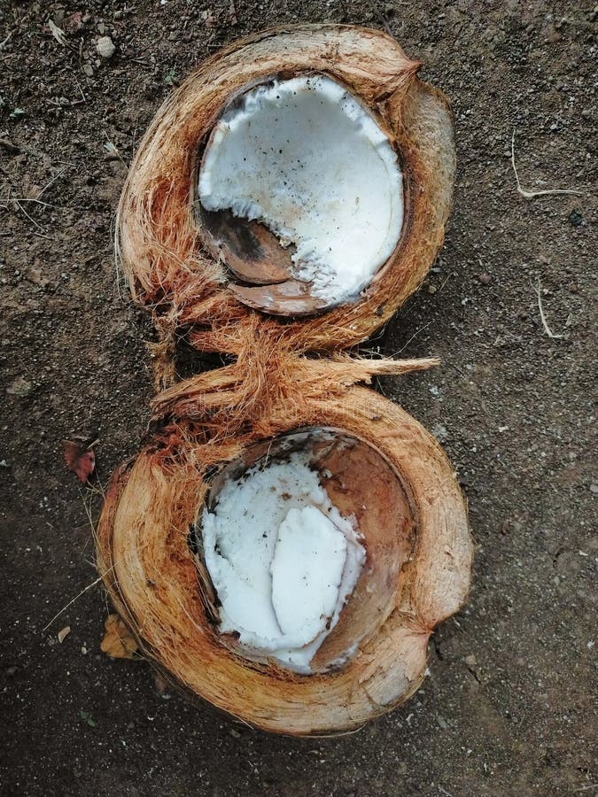 Split Coconut Fruit with Whole Inside Seed Over Green Leaves Isolated ...