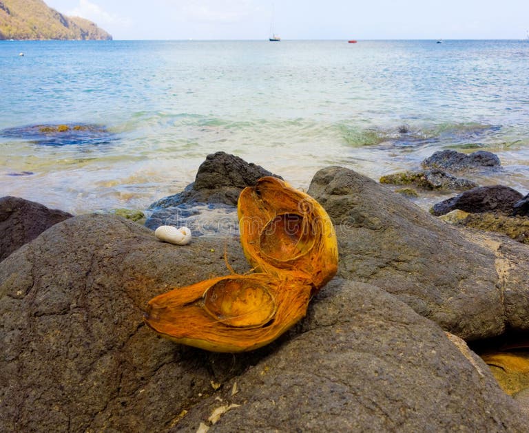 1,154 Empty Husk Stock Photos - Free & Royalty-Free Stock Photos from ...