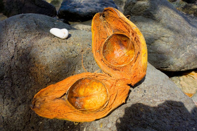 A Split Coconut Shell in the Windward Islands Stock Image - Image of ...