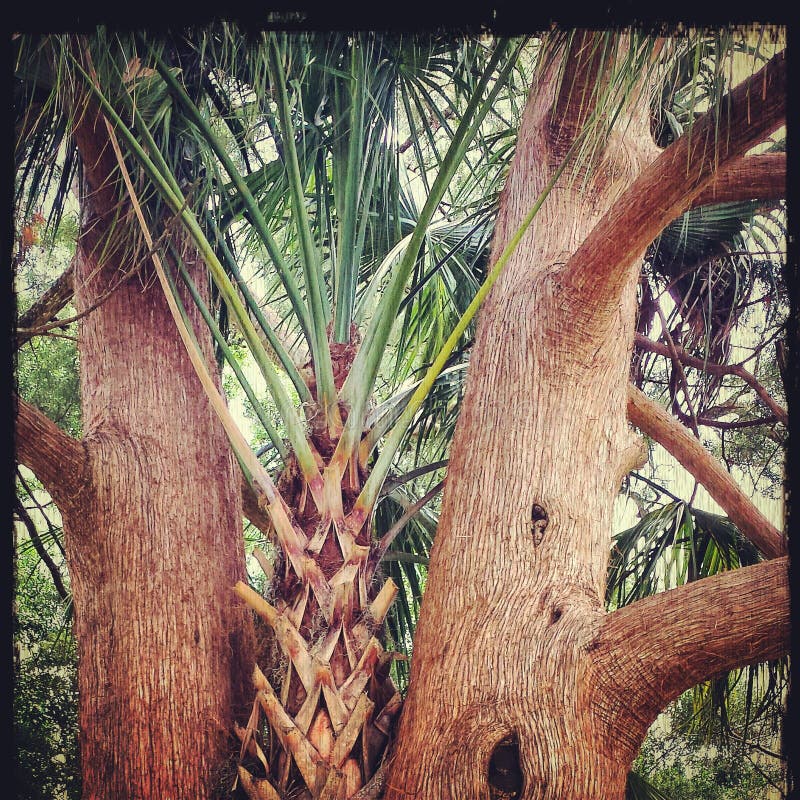 Split the Difference stock image. Image of scenery, limb - 42892603