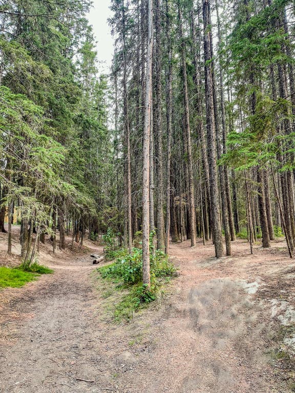 Split Dirt Path in a Dense Pine Forest with Tall Trees Stock Photo ...
