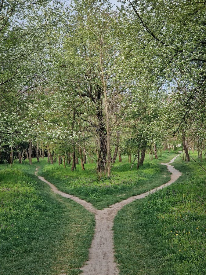 Split Footpath in the Forest, Choosing the Right Way Concept. Idyllic ...