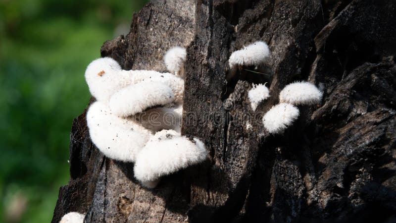 Split Gill Mushroom Growing on a Rotting Tree. Stock Photo - Image of ...