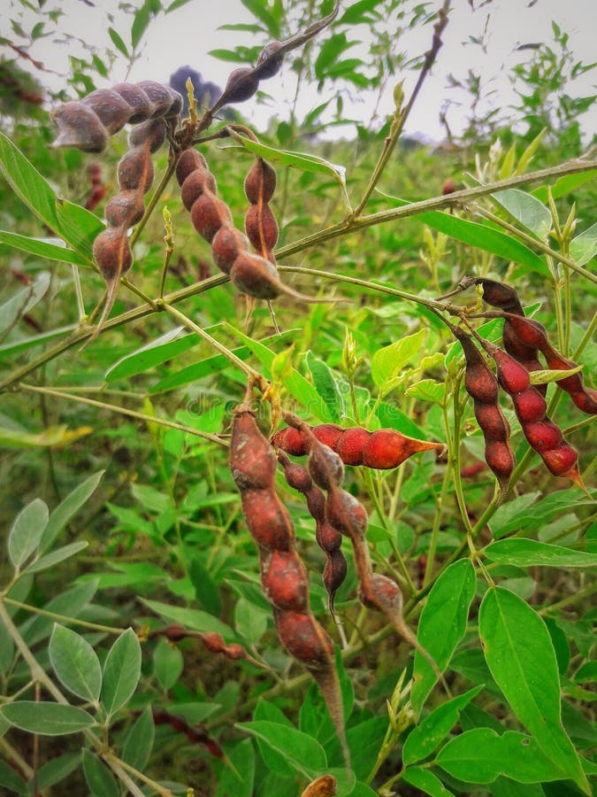 Split Red Gram Crops stock image. Image of food, gram - 158118805
