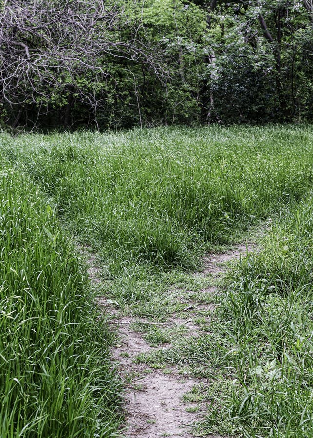 Footpath in the woods stock photo. Image of path, scene - 21254570