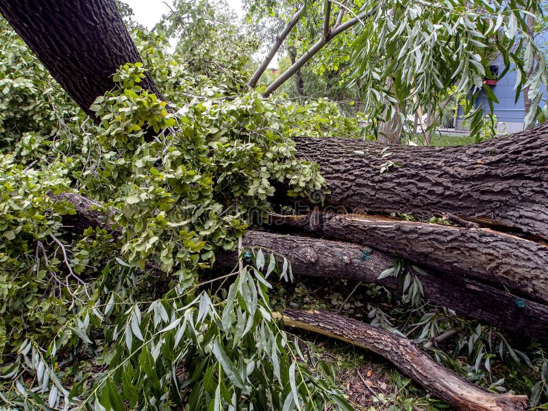 Split in Half Trunk of a Broken Tree during a Strong Wind in the City ...