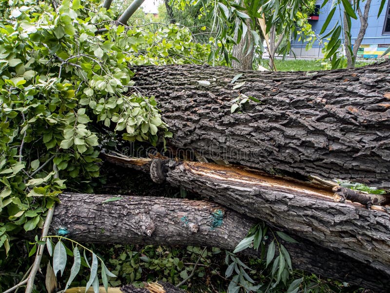 Split in Half Trunk of a Broken Tree during a Strong Wind in the City ...