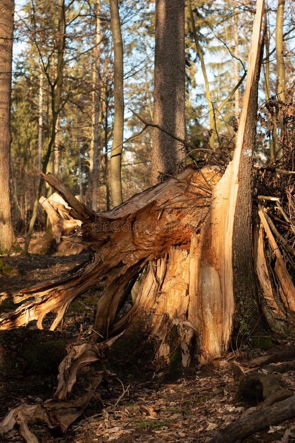 Split Large Tree Trunk in the Forest after Heavy Storm. Day Time ...