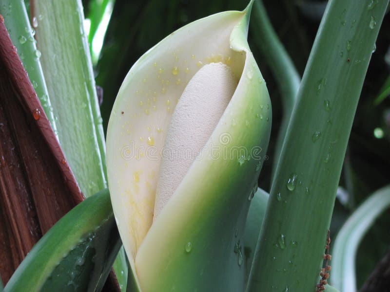 Split leaf flower stock photo. Image of surrounding, flower - 43060054