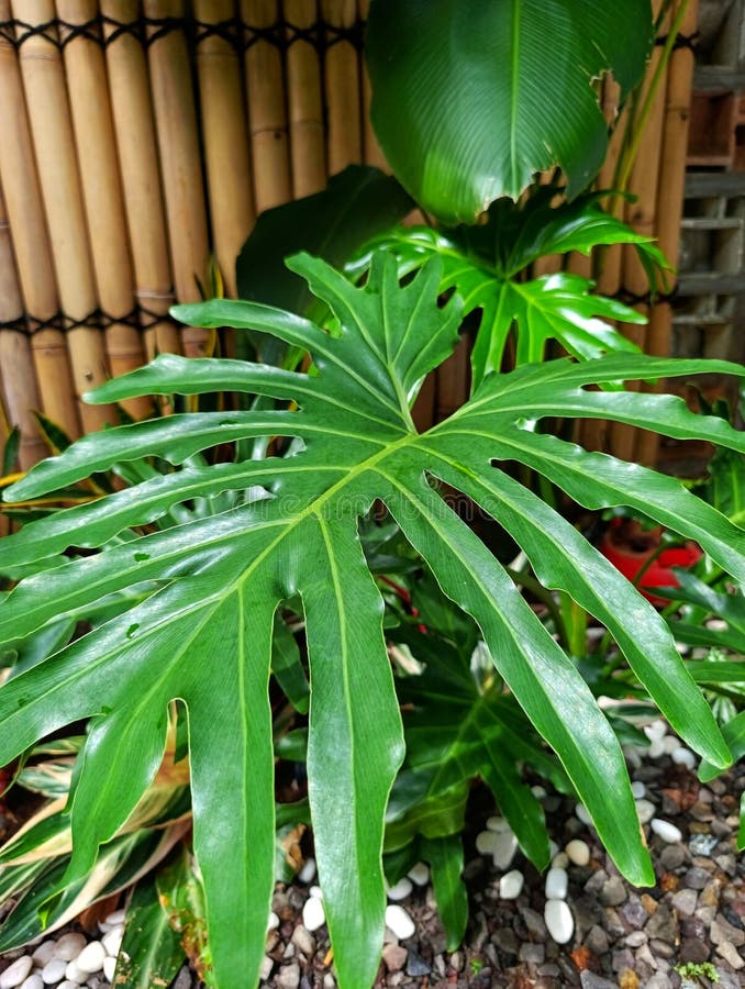 Split-leaf Philodendron Plant Stock Image - Image of leaves, garden ...