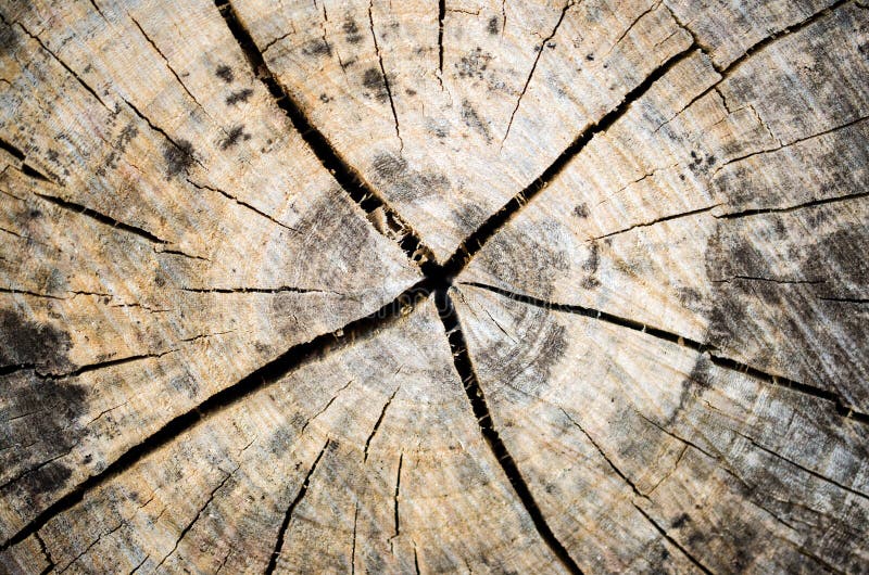 Split Log Close up stock image. Image of firewood, forest - 78569875