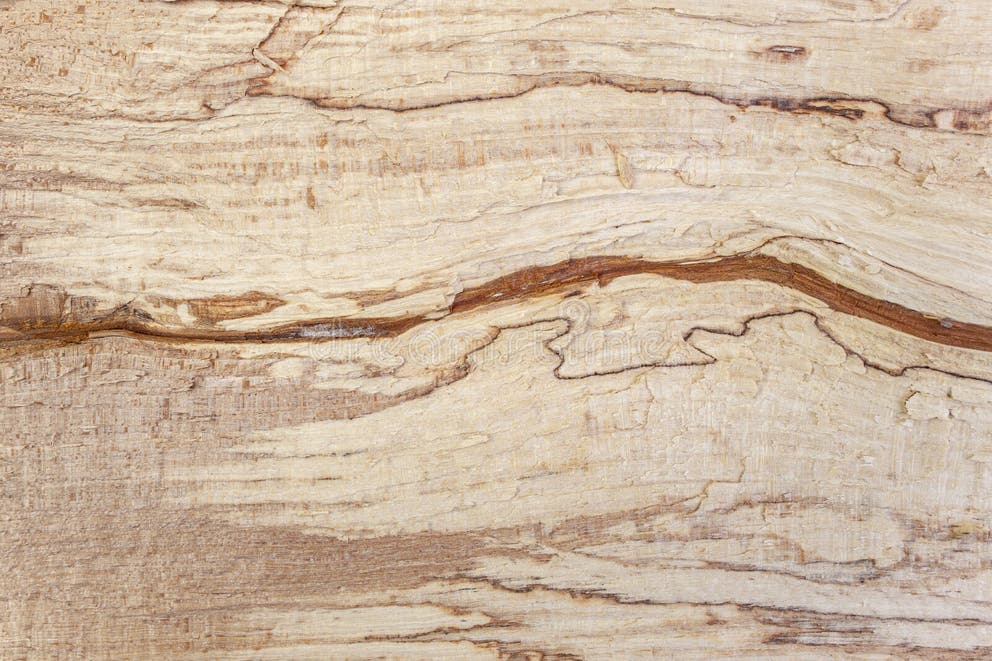 Split Log Inside Texture with Brown Veins and Splinters , Abstract ...