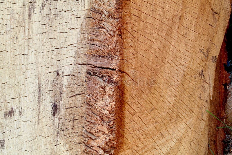 Split Oak Cross Section Edge Stock Photos - Free & Royalty-Free Stock ...
