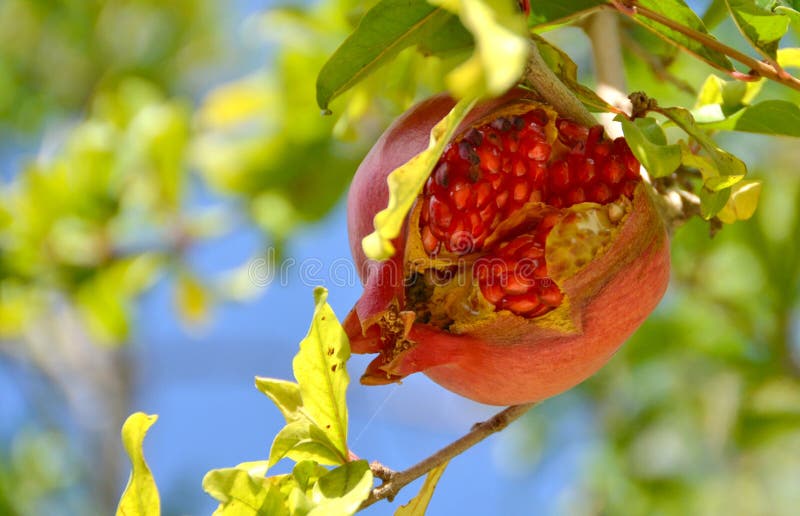 Split Pomegranate on a Tree Stock Photo - Image of pomegranate, plant ...