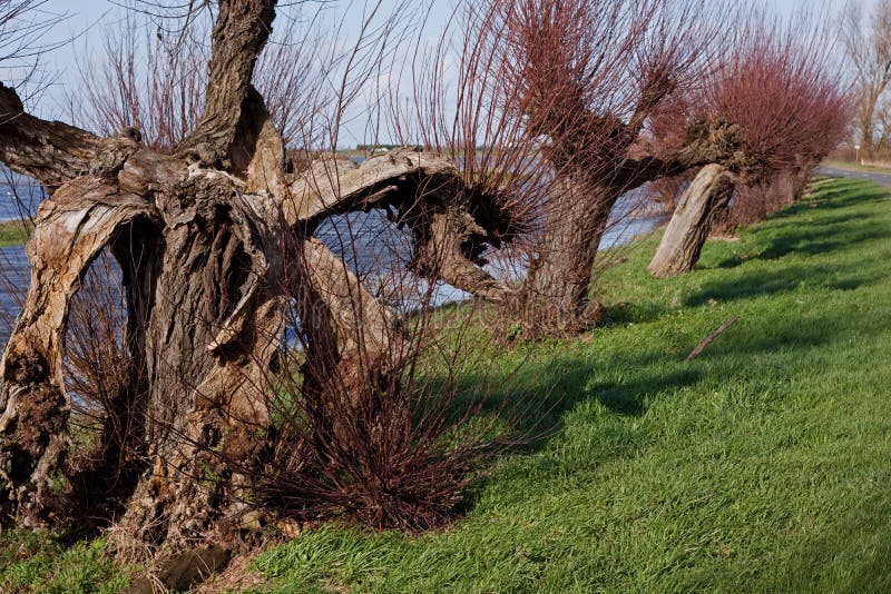 Split and Pollarded Willow Trees Stock Image - Image of pollarded ...