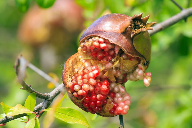 Split Pomegranate stock photo. Image of grains, open - 26498302