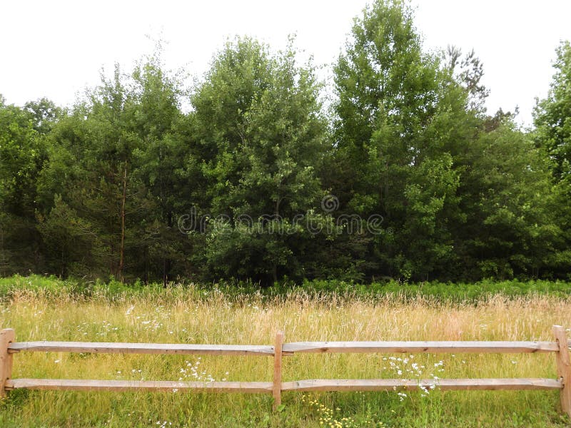 Split Rail Fence in Country State Forest with Tall Pine Trees and ...