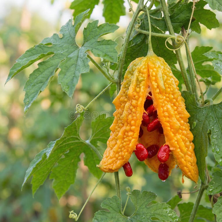 Bumpy Pod Stock Illustrations – 49 Bumpy Pod Stock Illustrations ...