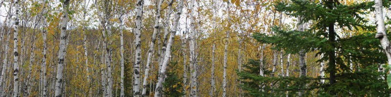 Split Rock Lighthouse Birch Trees Stock Image - Image of trees ...