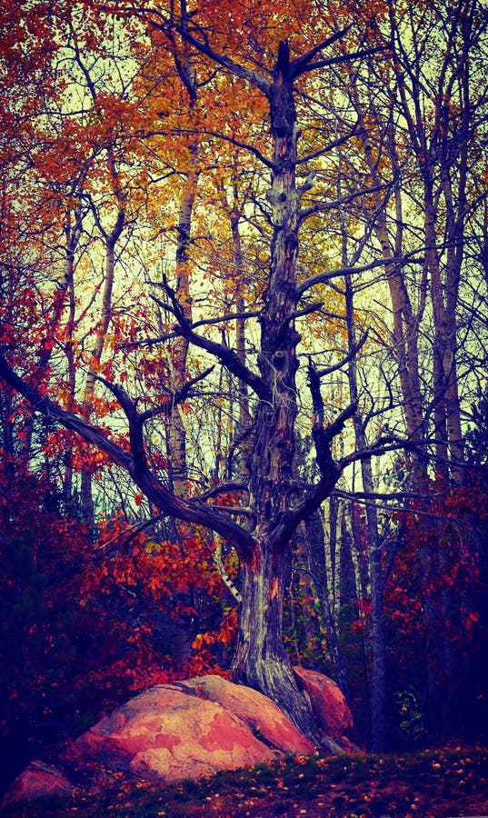 Split Rock stock photo. Image of unique, tree, branches - 74474732