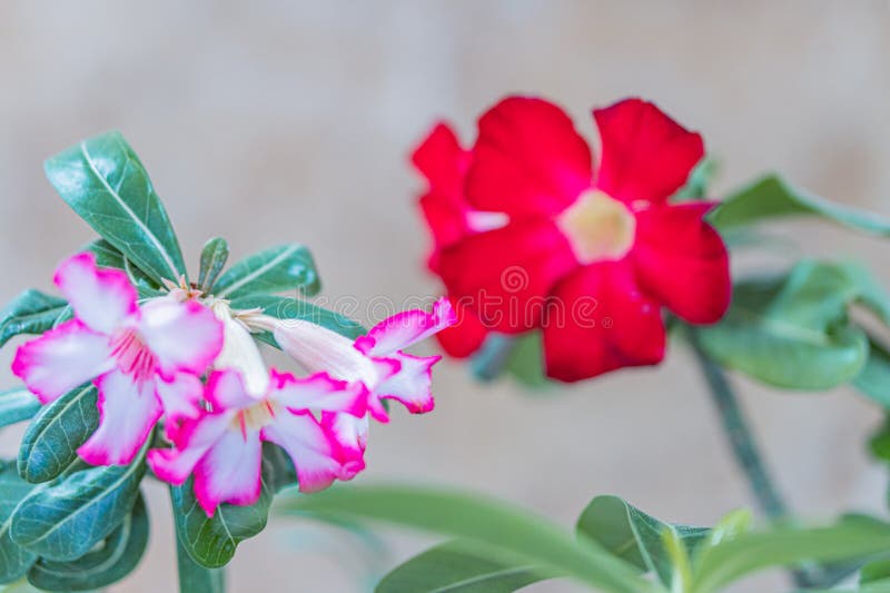 A Split-screen Photo Features Two Different Flowers Against a Textured ...