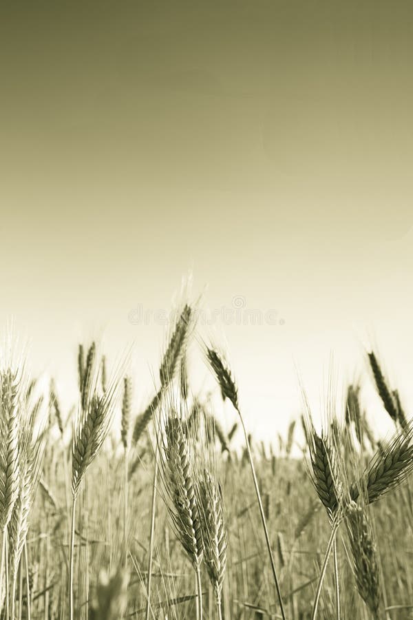 Split toned corn field stock photo. Image of wheat, garden - 20216796