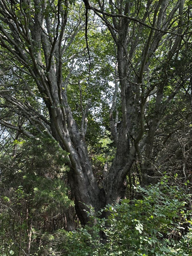 Split Tree in Dense Forest stock photo. Image of deciduous - 357660966