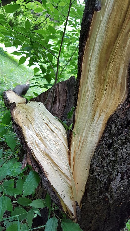 Split Tree in the Form of a Tick Stock Photo - Image of elderberry ...