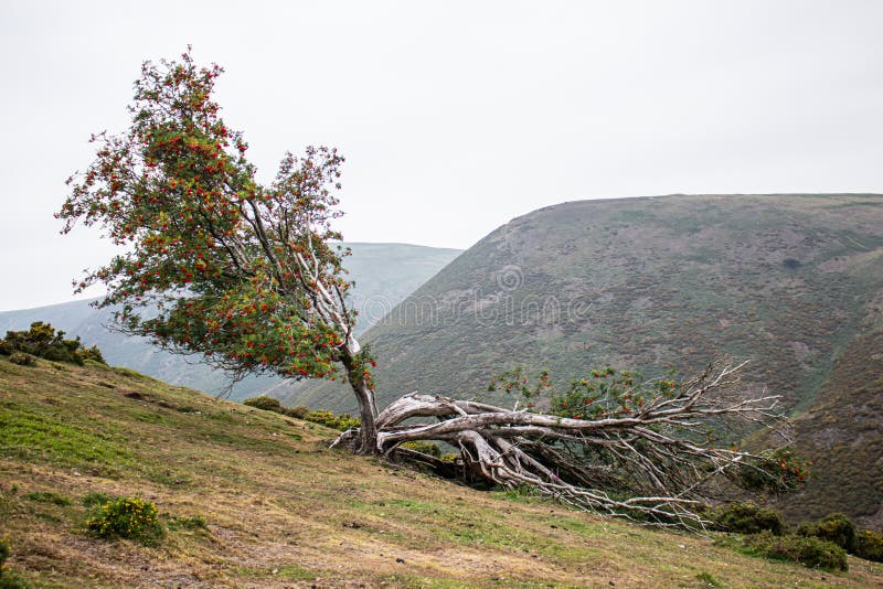 A Split Tree on a Hill Side in Shropshire, UK Stock Image - Image of ...