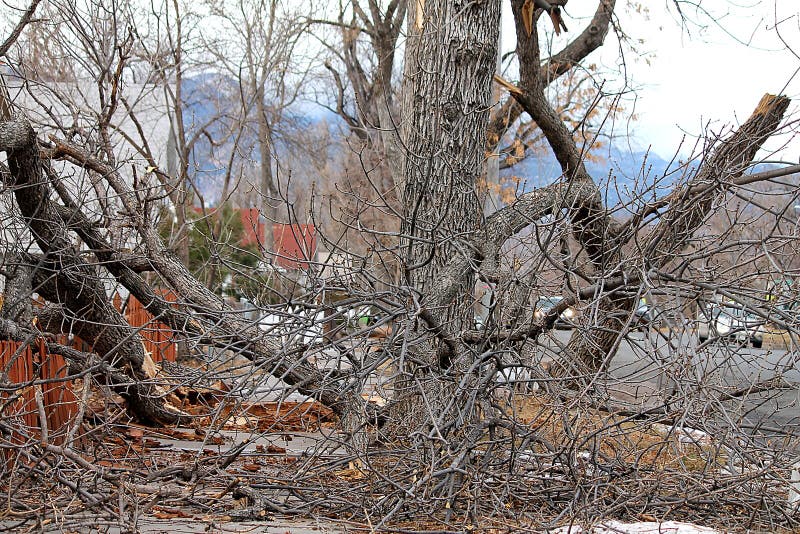 148 Fallen Tree Over Fence Photos - Free & Royalty-Free Stock Photos ...