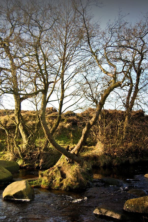 Split tree stock image. Image of miniature, rocks, stream - 36412727
