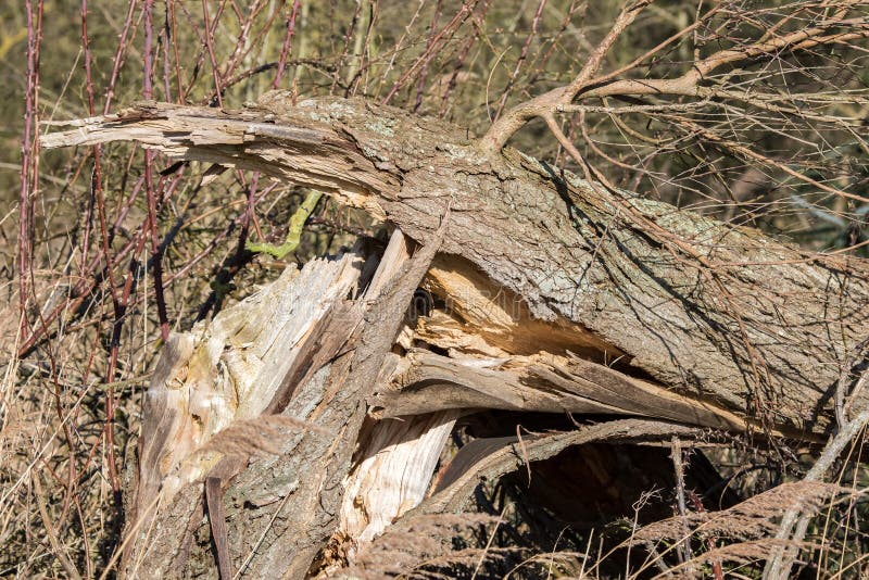 Split Tree Trunk Damage. Tree Blown Down in High Wind Stock Image ...