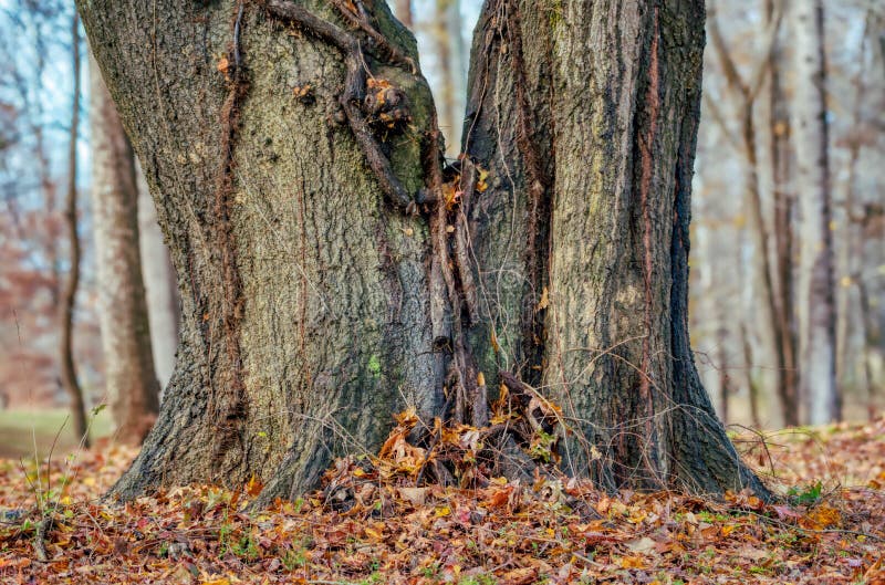 Split Tree Trunks, Lying in the Forest. Woodworking Industry. Trunks of ...